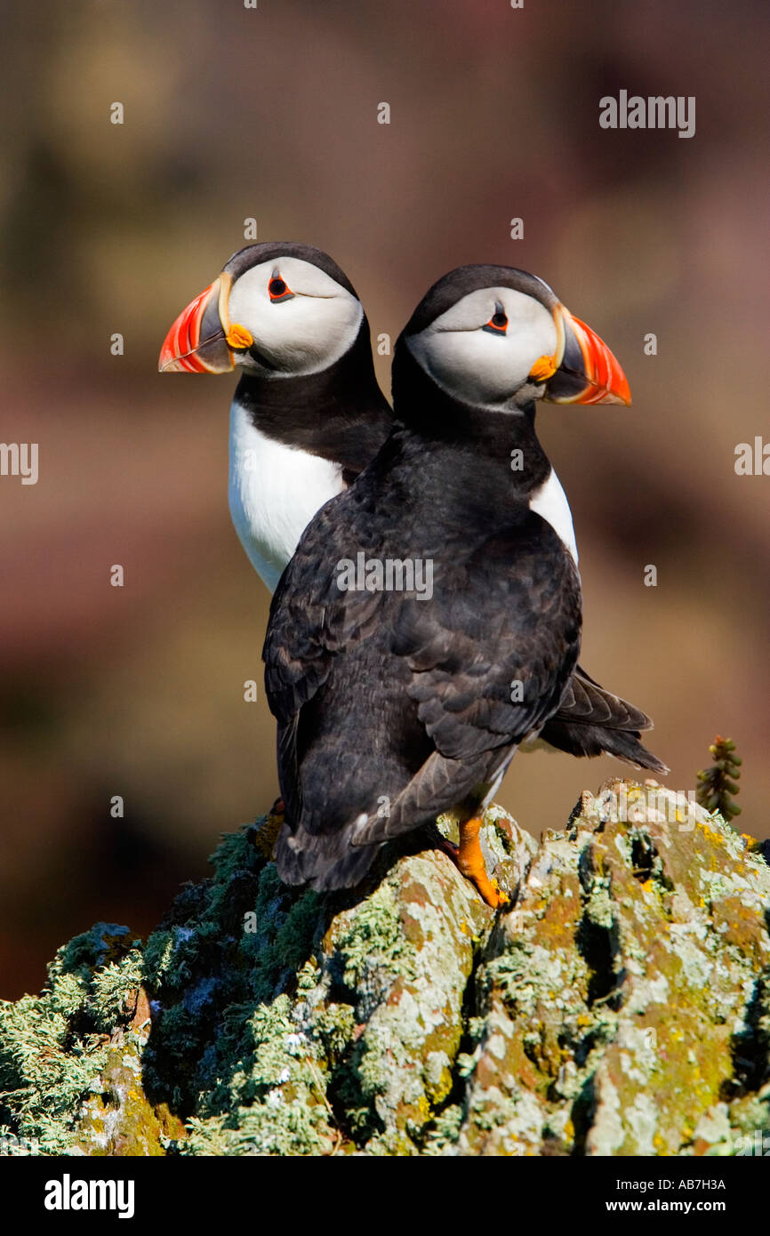 Pair of two birds hi-res stock photography and images - Alamy