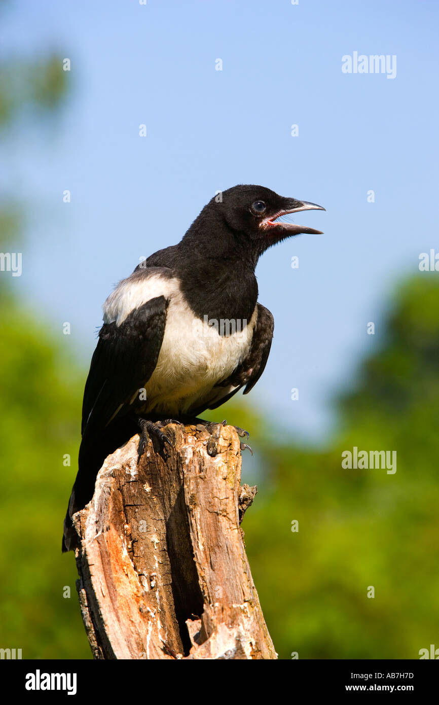 Baby magpie hi-res stock photography and images - Alamy