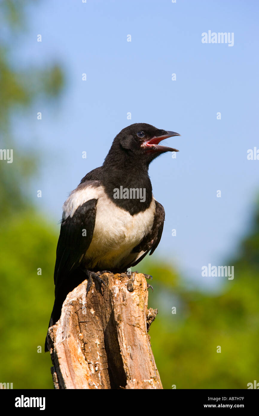 Baby magpie hi-res stock photography and images - Alamy