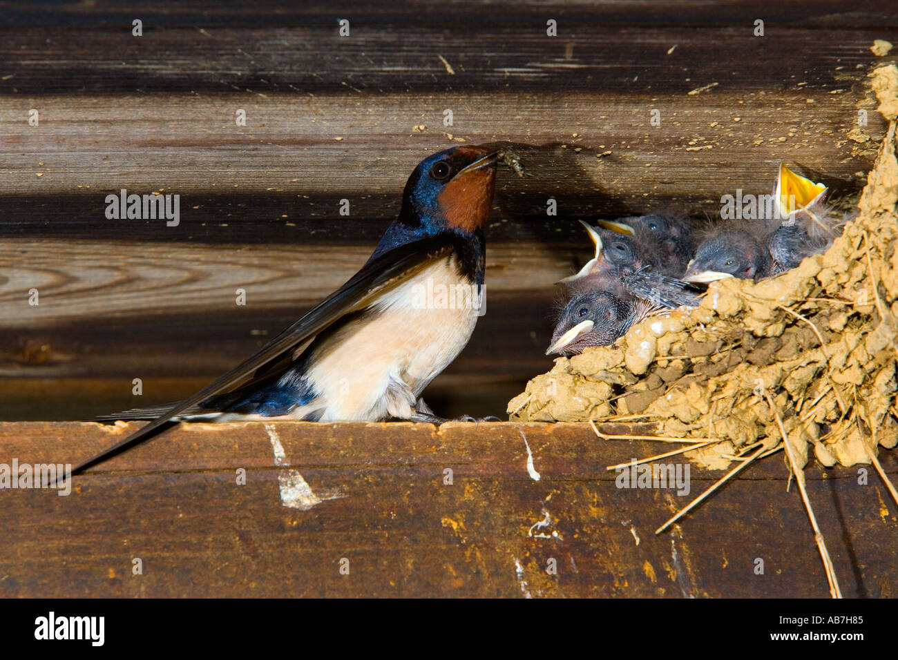Barn swallow nest hi-res stock photography and images - Alamy
