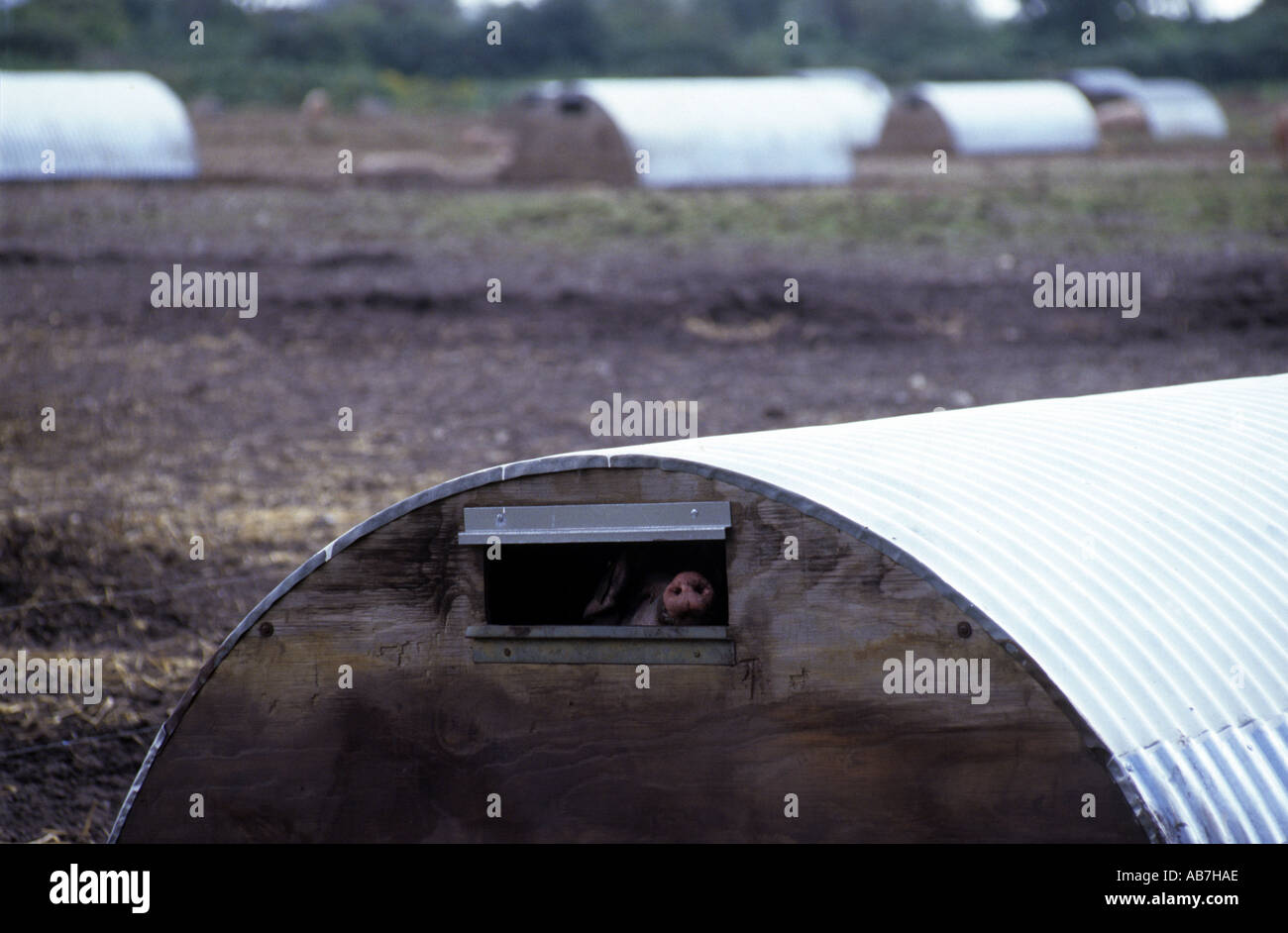 Outdoor mobile pig huts, Bawdsey, Suffolk, UK Stock Photo - Alamy
