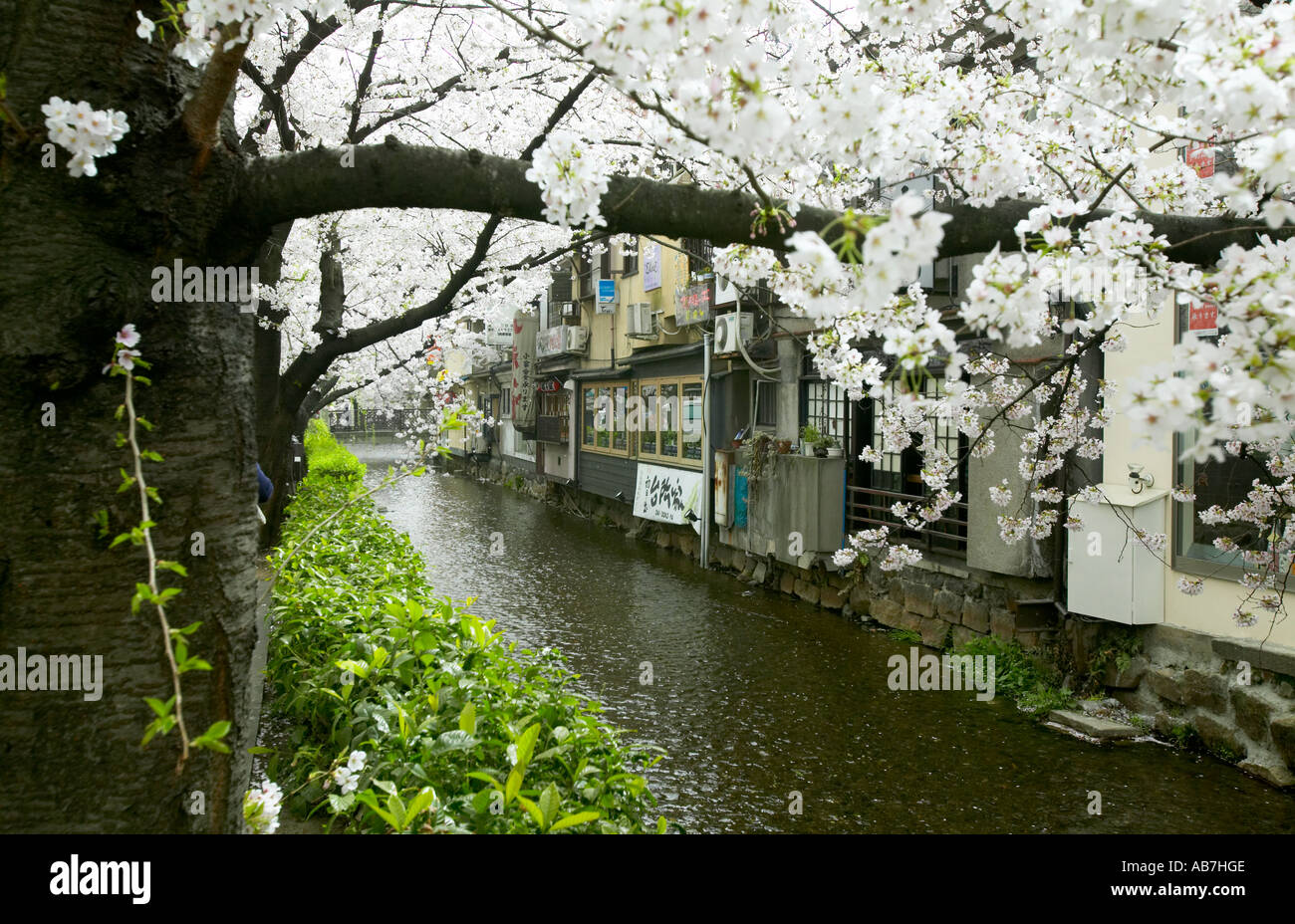 Restaurant alongside river during Hanami season , Kyoto , Japan Stock ...