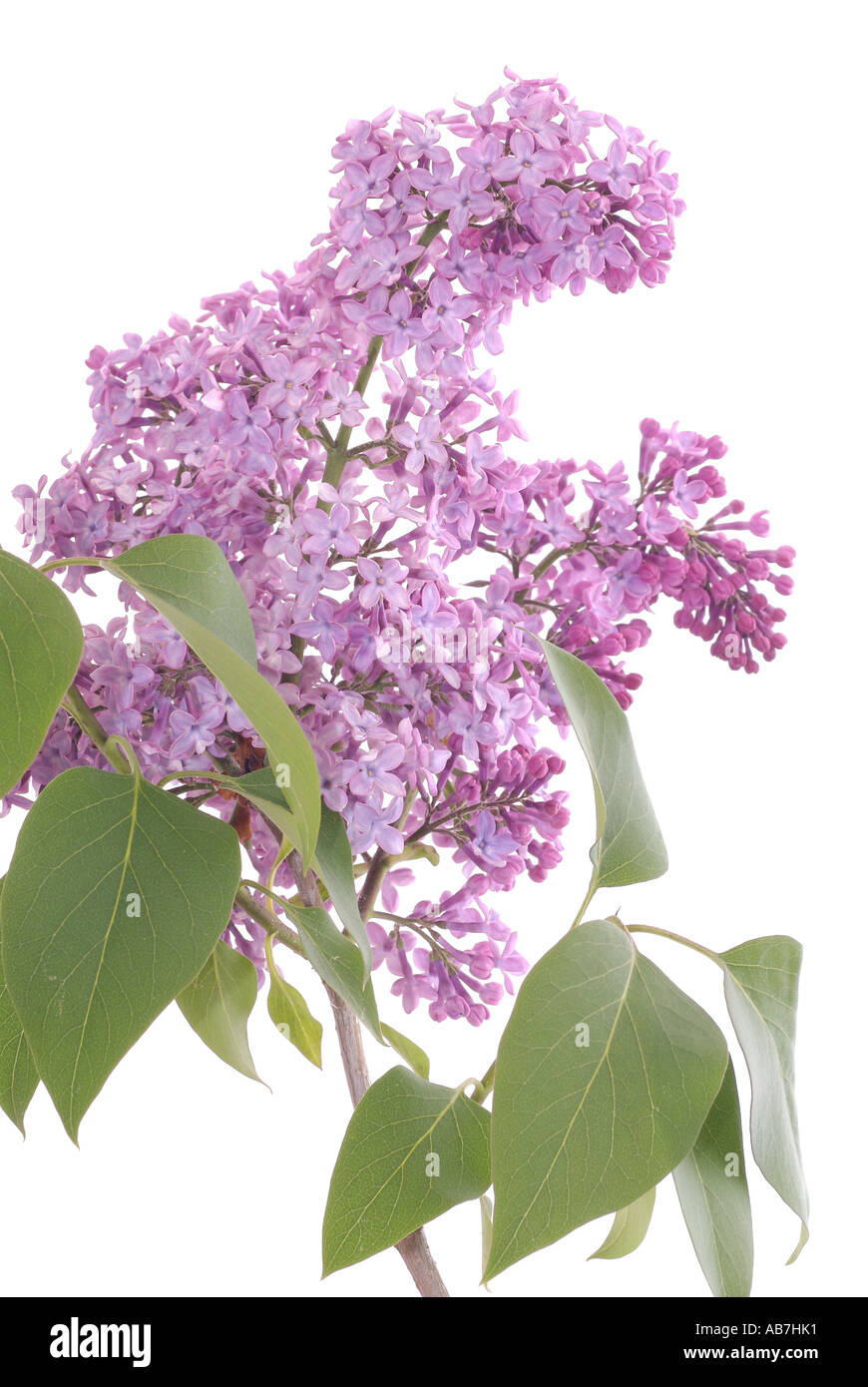 Blumen cluster hi-res stock photography and images - Alamy