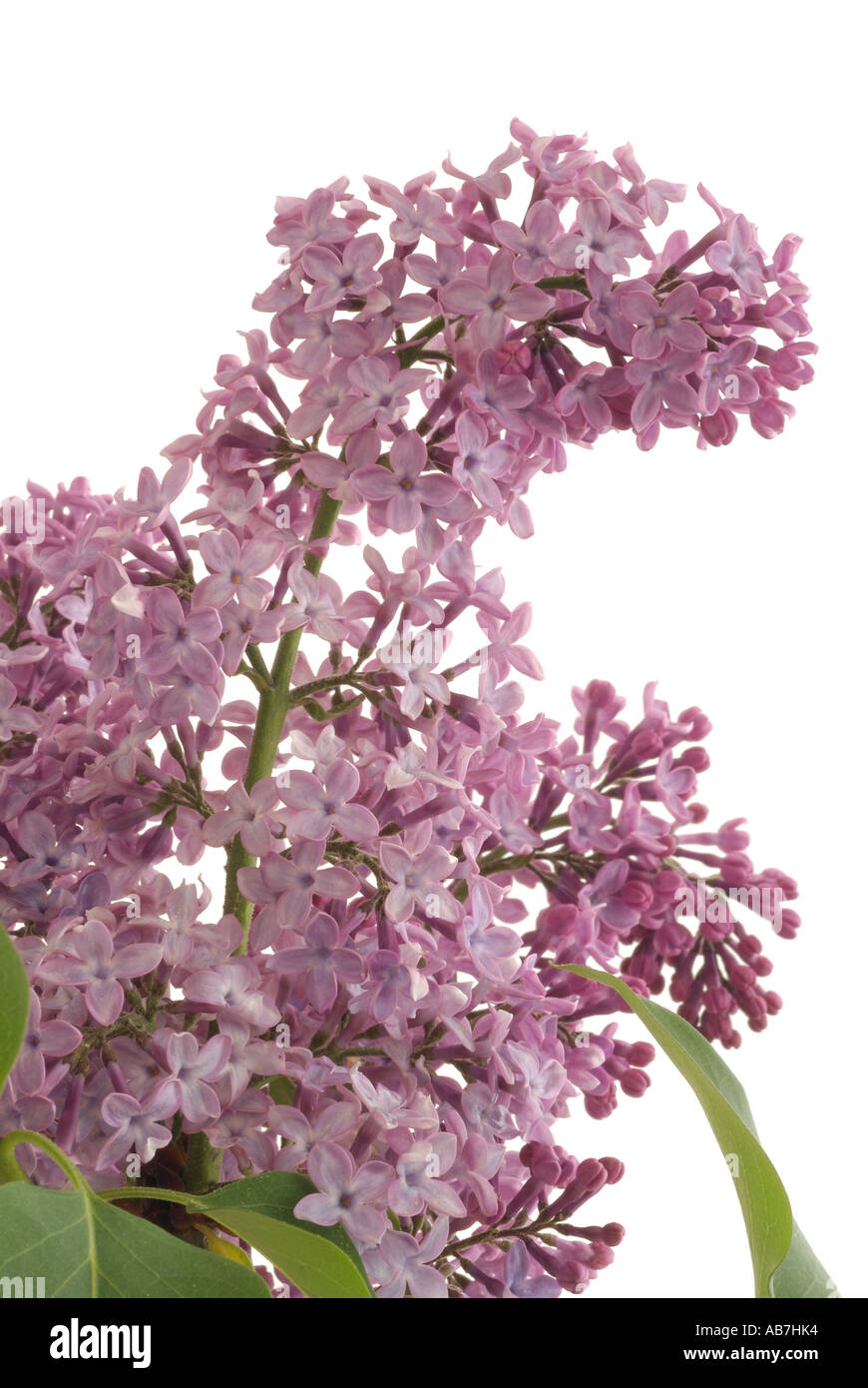 Blumen cluster hi-res stock photography and images - Alamy