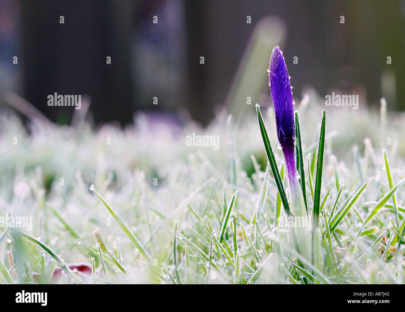 All about crocus hi-res stock photography and images - Alamy