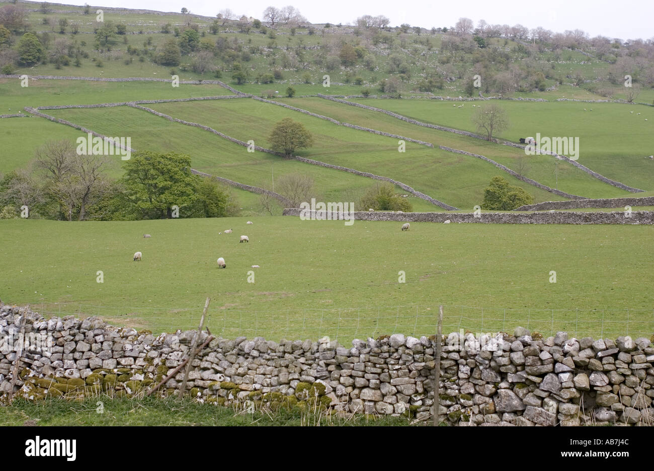 Traditional stone walls separating fields in Yorkshire Dales North ...