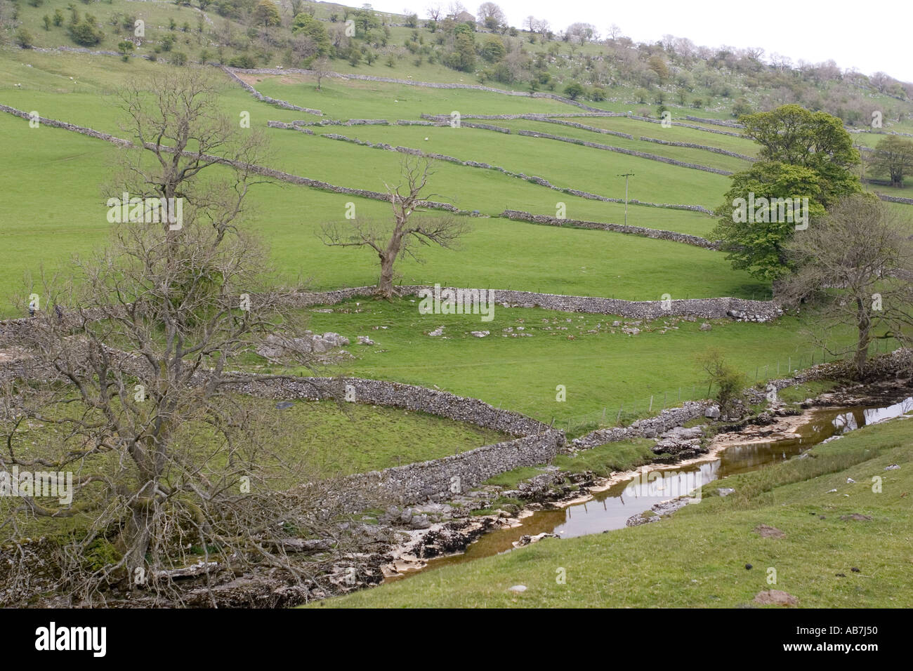 Traditional stone walled fields in Yorkshire Dales alongside River ...