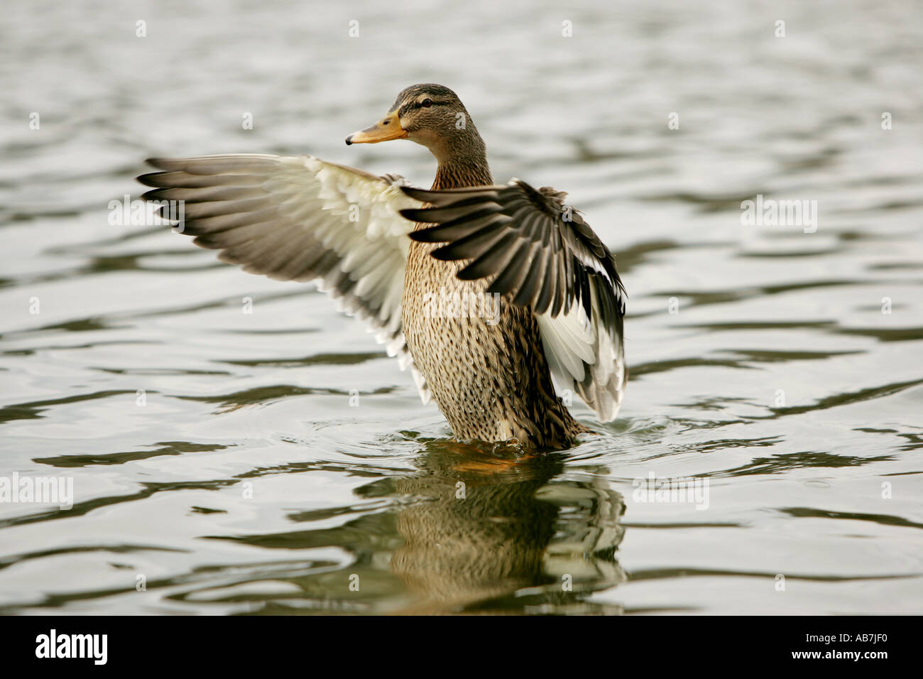 duck stretching wings Stock Photo - Alamy