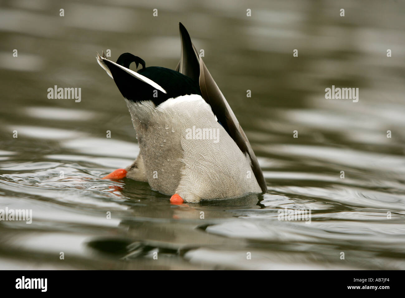 feeding duck showing rear end with head under water Stock Photo - Alamy