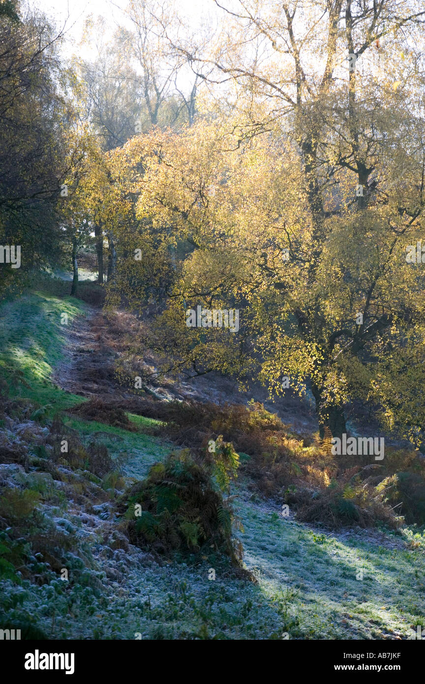 A frosty path early on a Winter morning on the Malvern Hills in ...