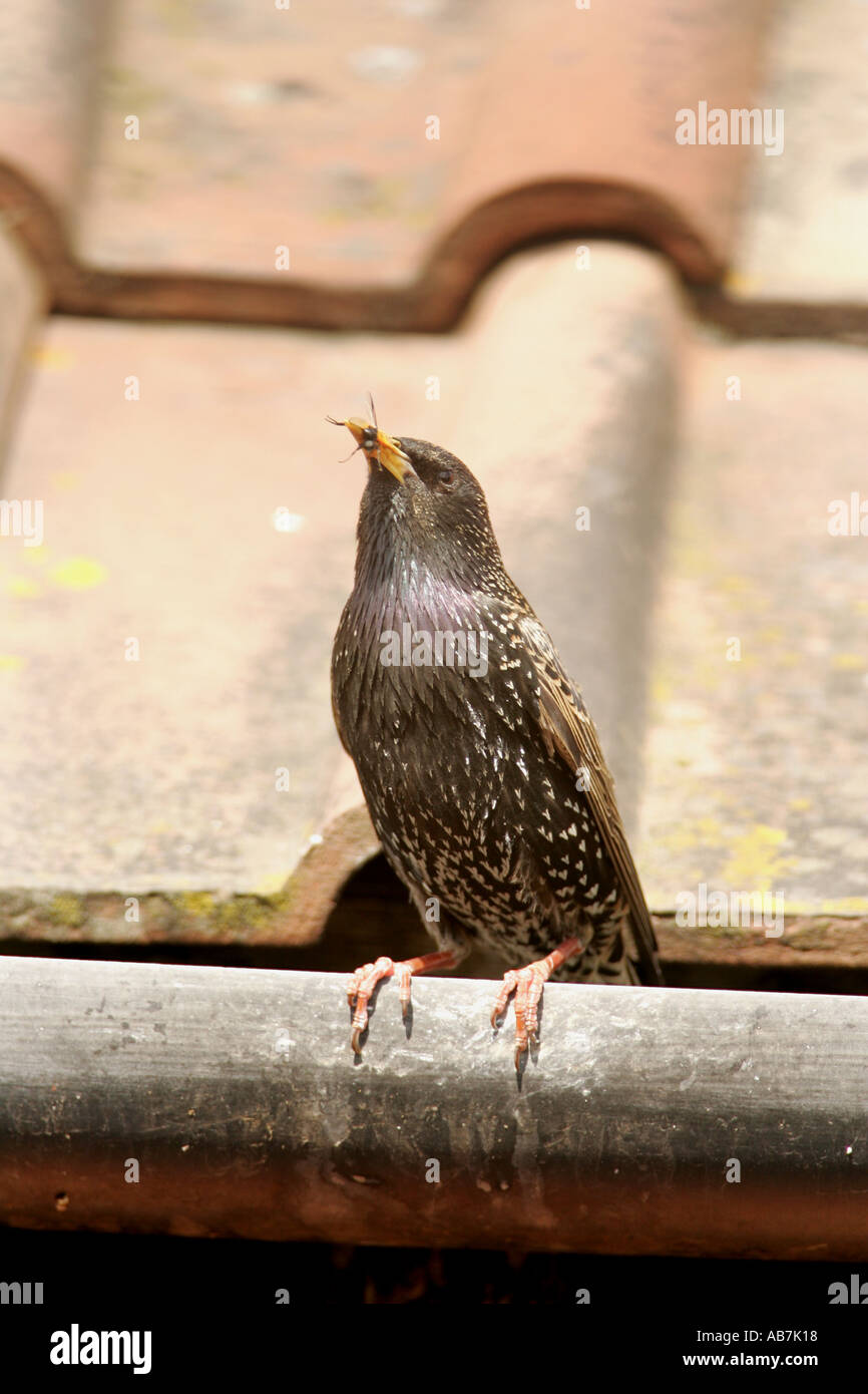 Nest in gutter hi-res stock photography and images - Alamy