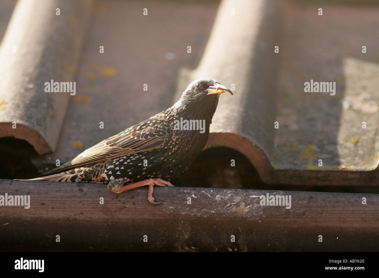 Nest in gutter hi-res stock photography and images - Alamy