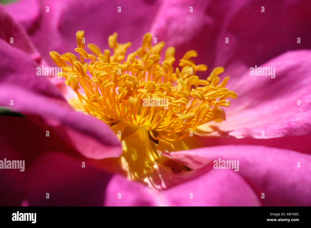 Rose Rosa Rosaceae in full summer bloom Stock Photo - Alamy