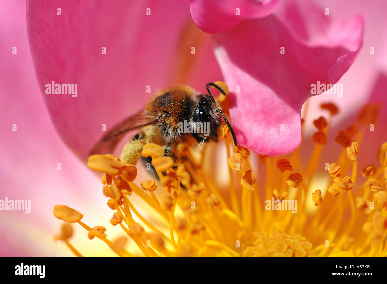 Propogate rose hi-res stock photography and images - Alamy