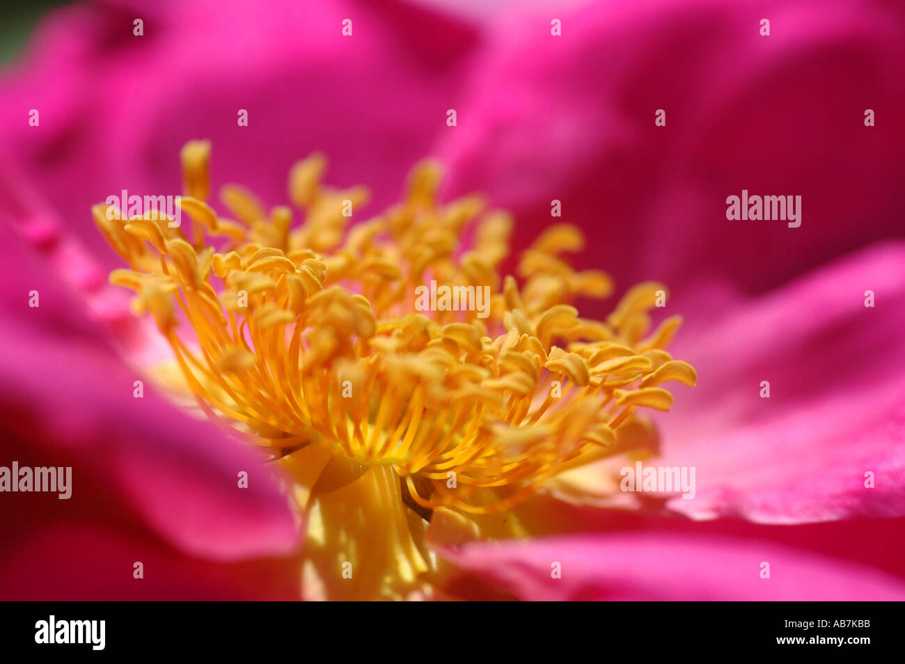 Propogate rose hi-res stock photography and images - Alamy