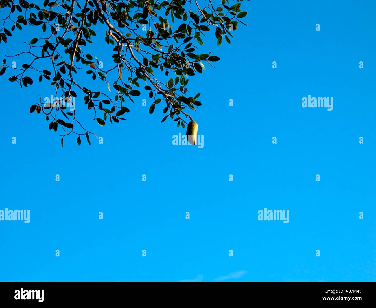 Hymenaea courbaril jatoba tree hi-res stock photography and images - Alamy