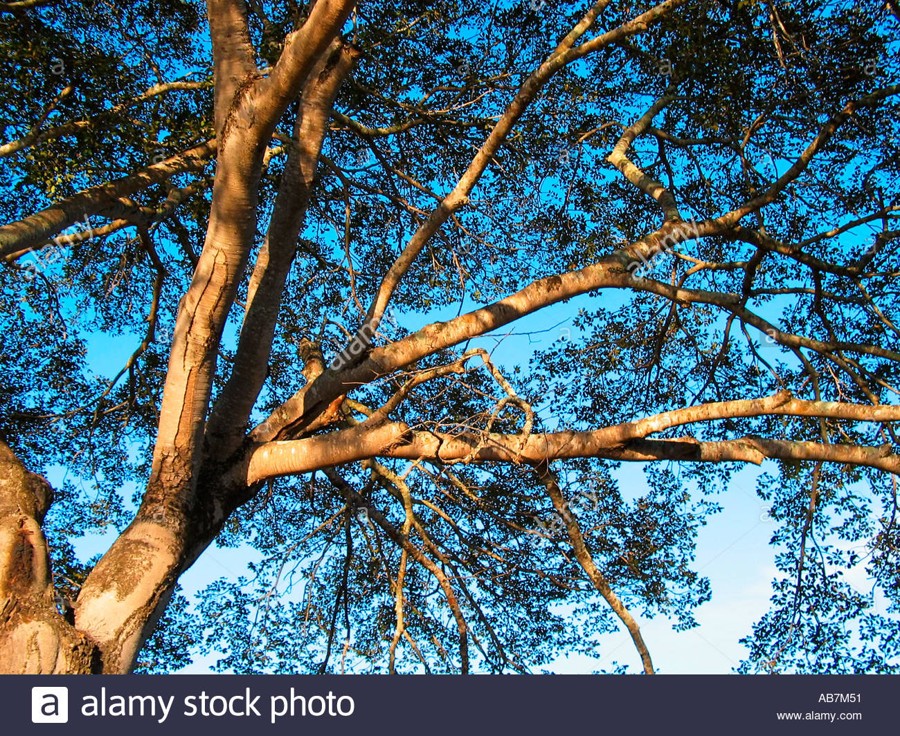 Copal Tree High Resolution Stock Photography and Images - Alamy