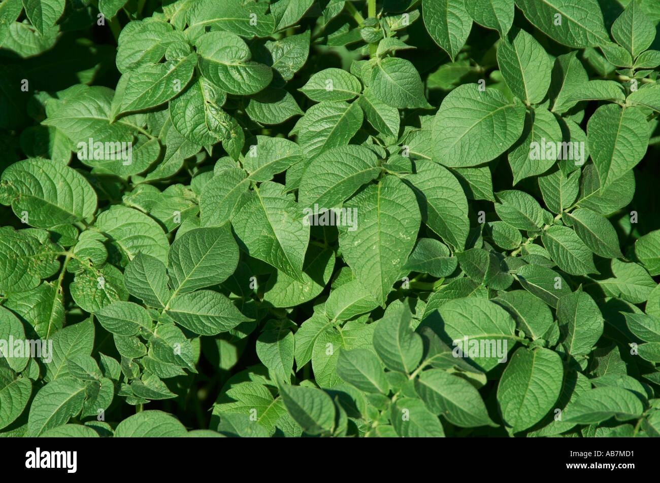 Potato plant leaves green grow growing farm field spud Stock Photo - Alamy
