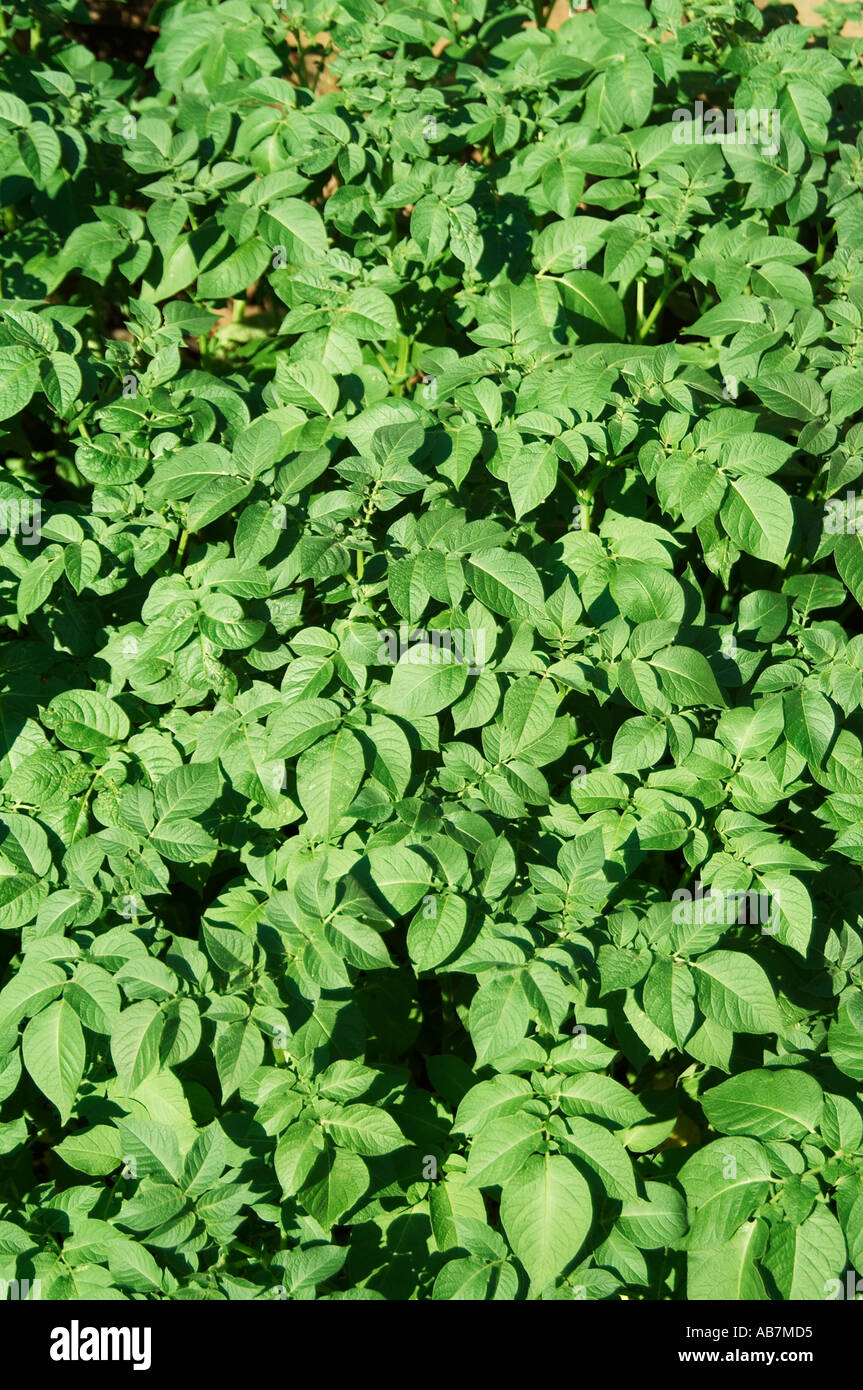 Potato plant leaves green grow growing farm field spud Stock Photo - Alamy