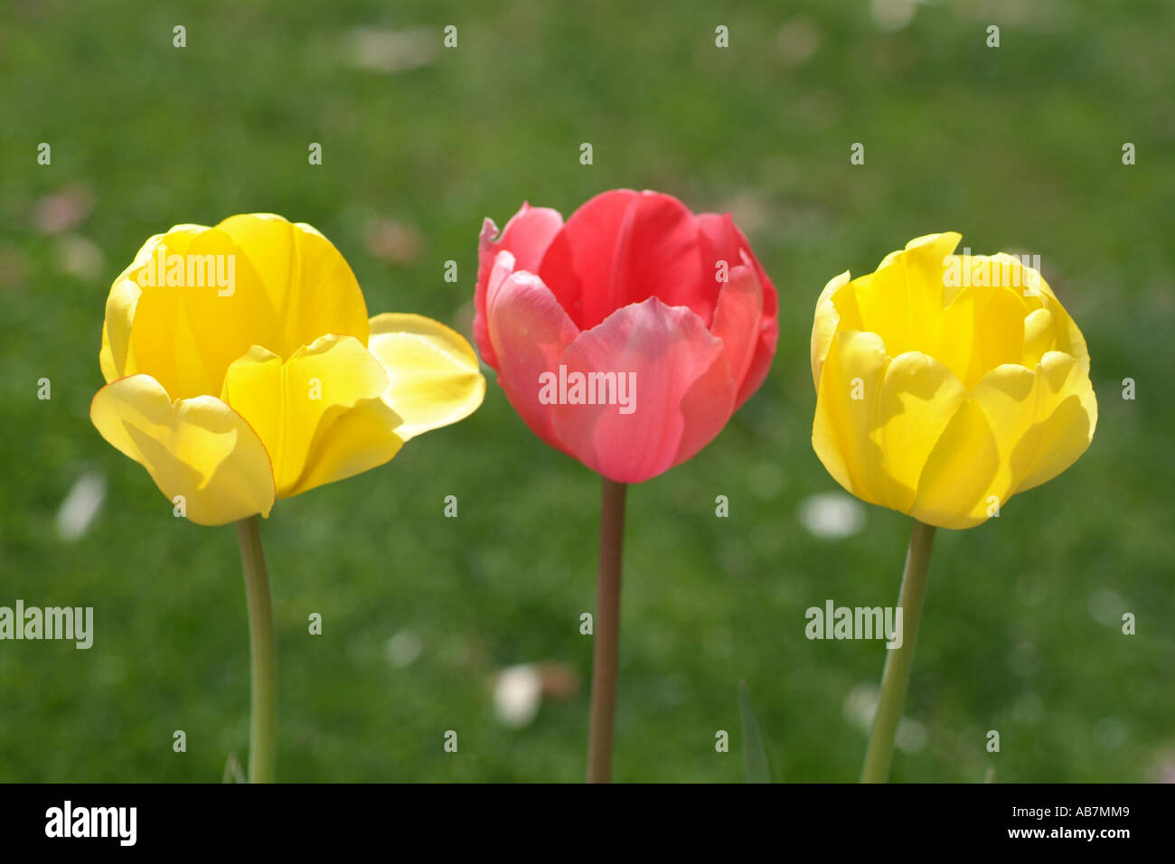 Colour flowers hi-res stock photography and images - Alamy