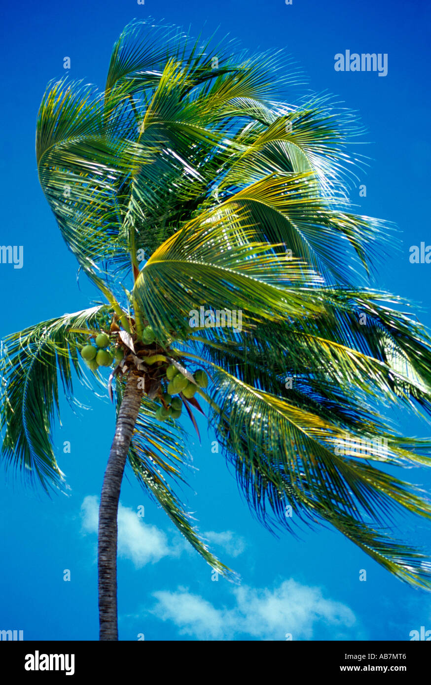 Wind Blowing Coconut Trees