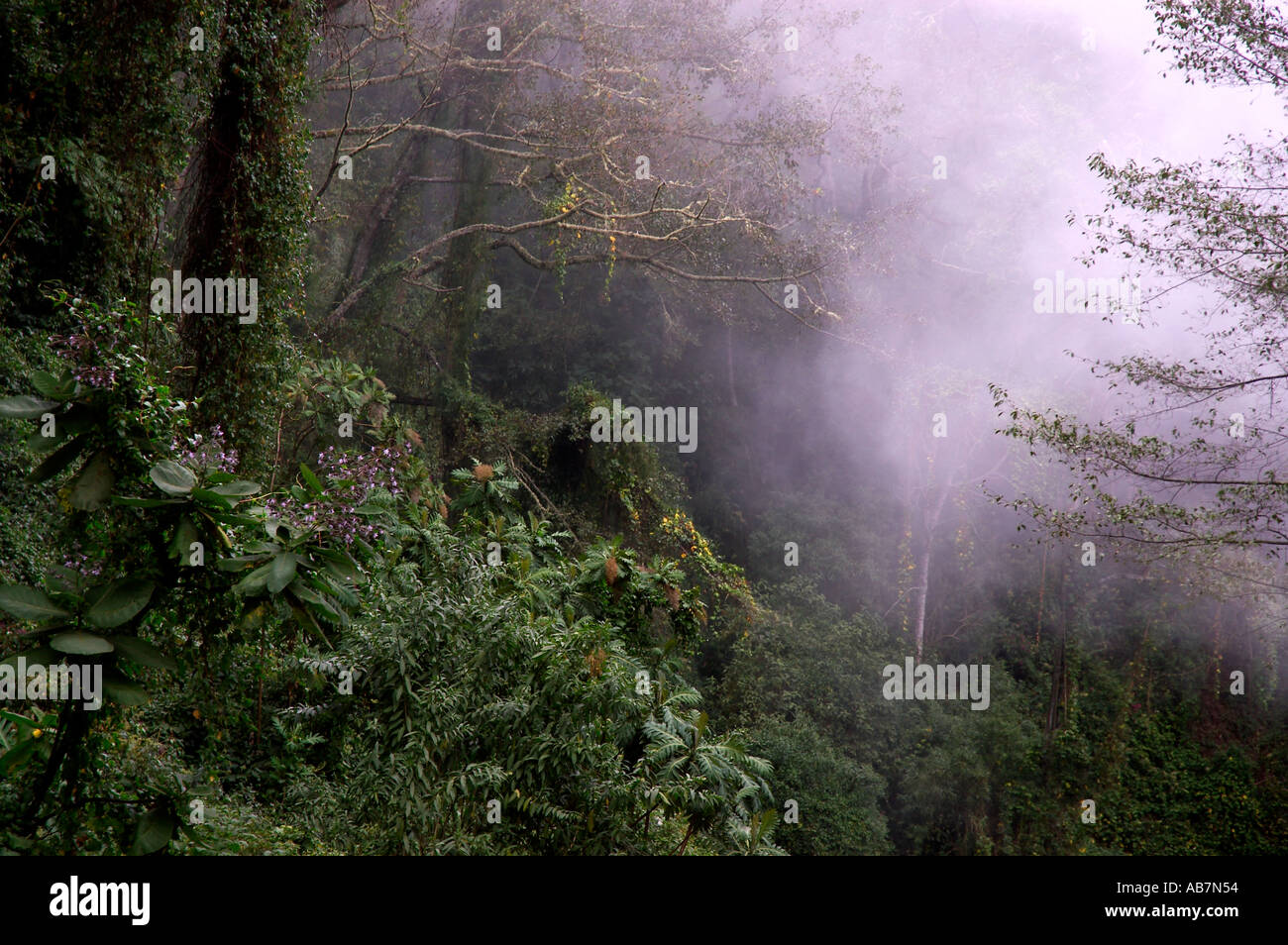 cloud forest of Costa Rica Stock Photo - Alamy
