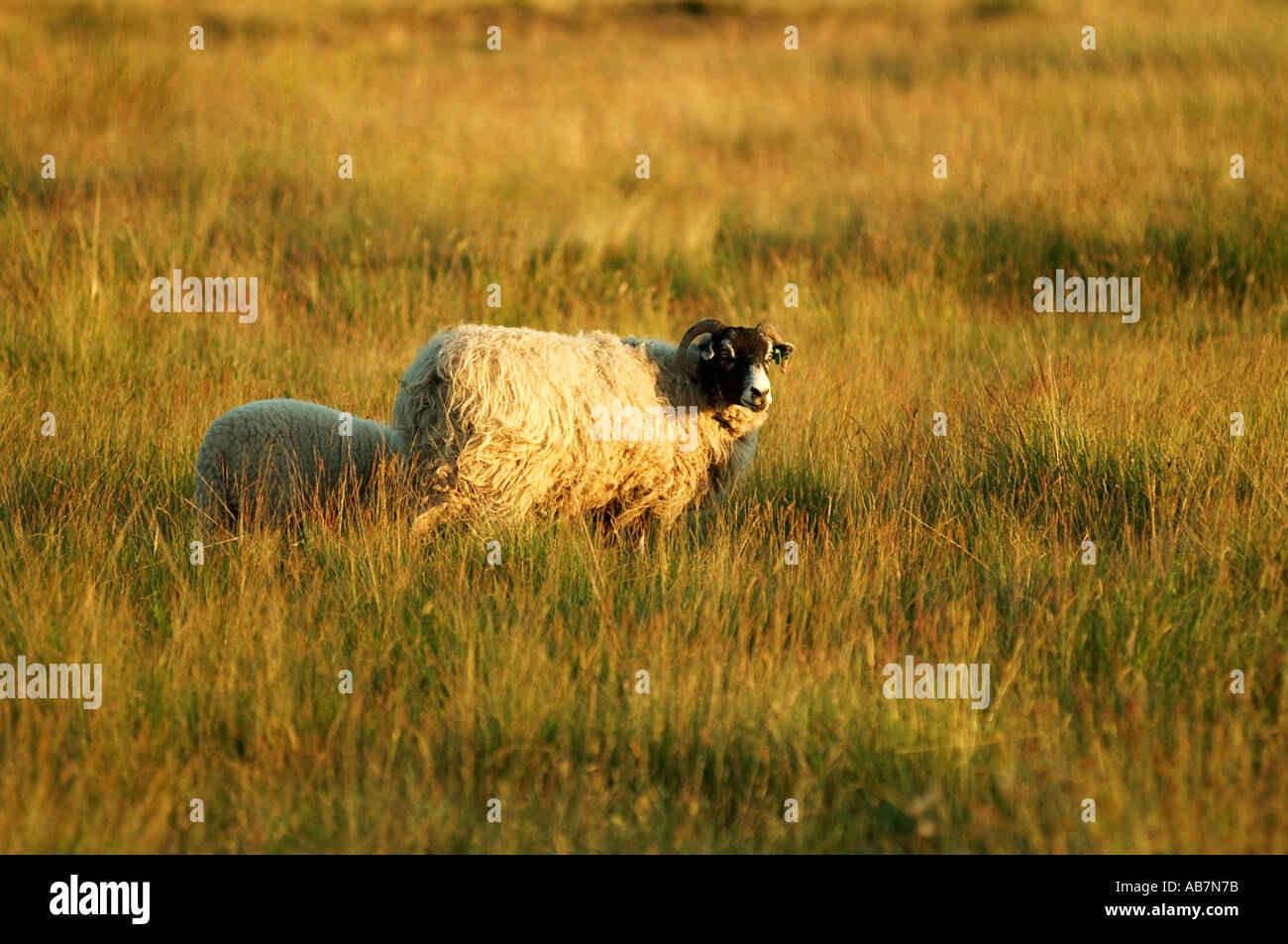 free range freerange sheep lamb grazing on marsh land meat farm farming ...
