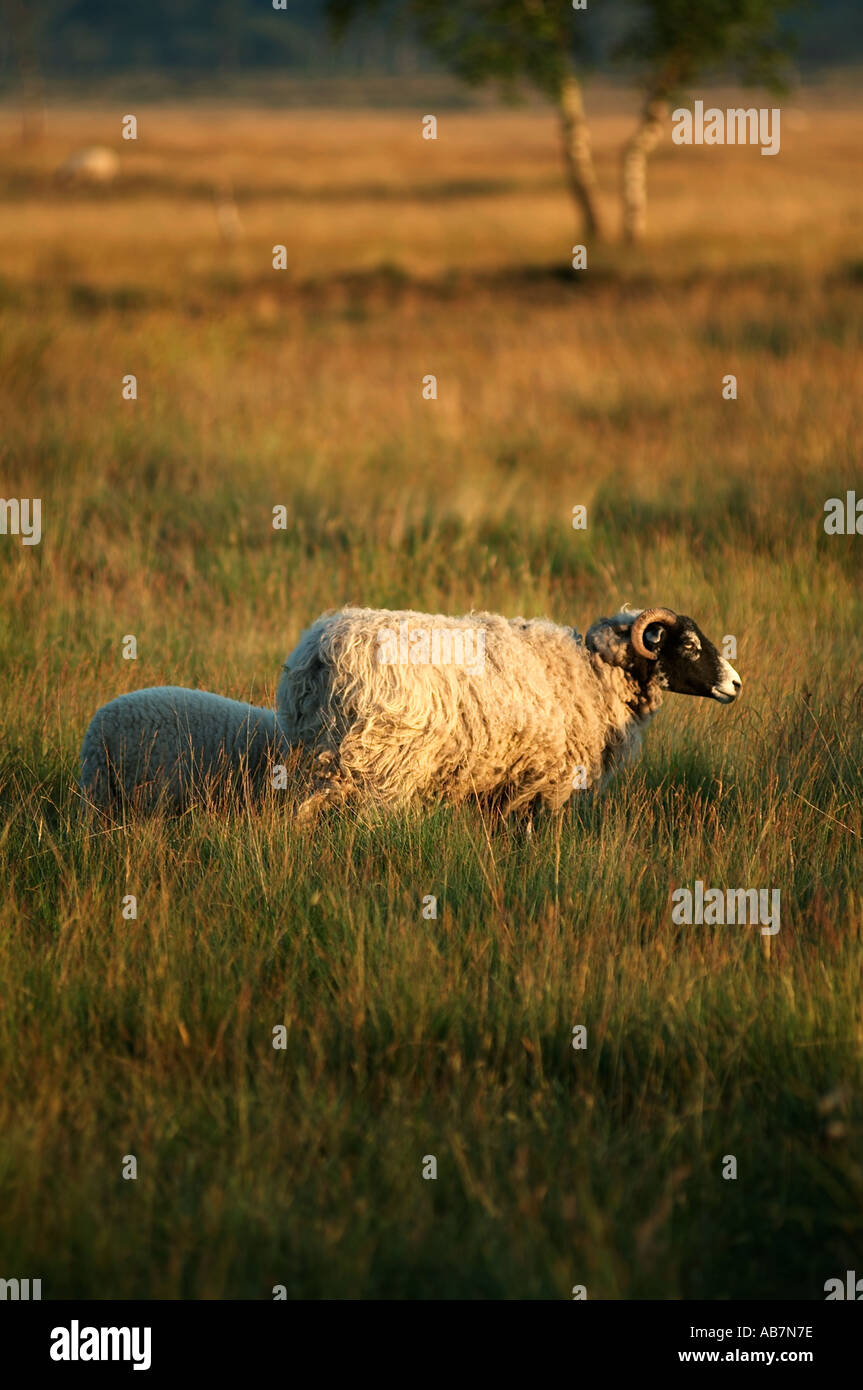 free range freerange sheep lamb grazing on marsh land meat farm farming ...