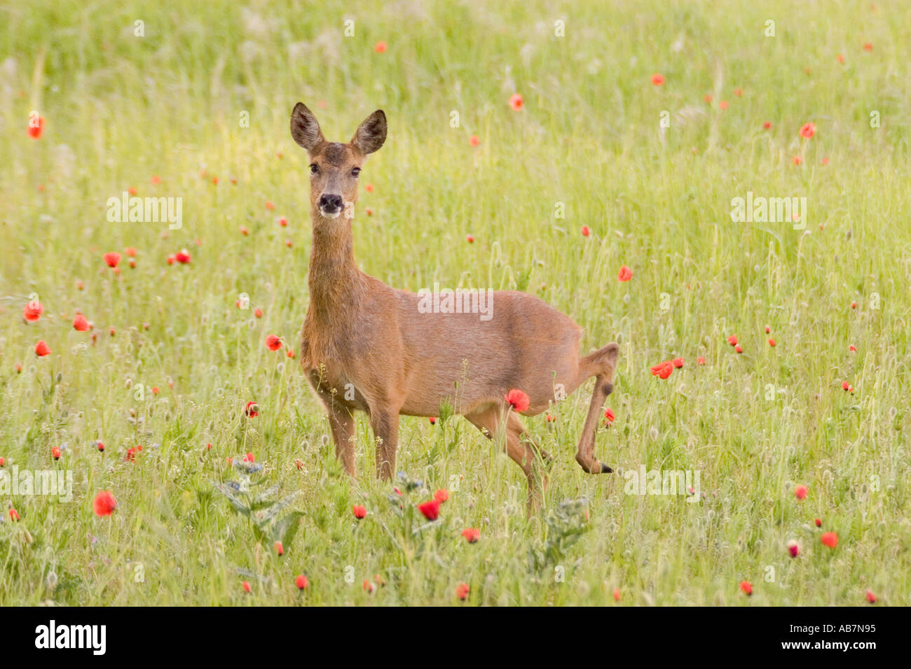 Roe deer in a hi-res stock photography and images - Alamy