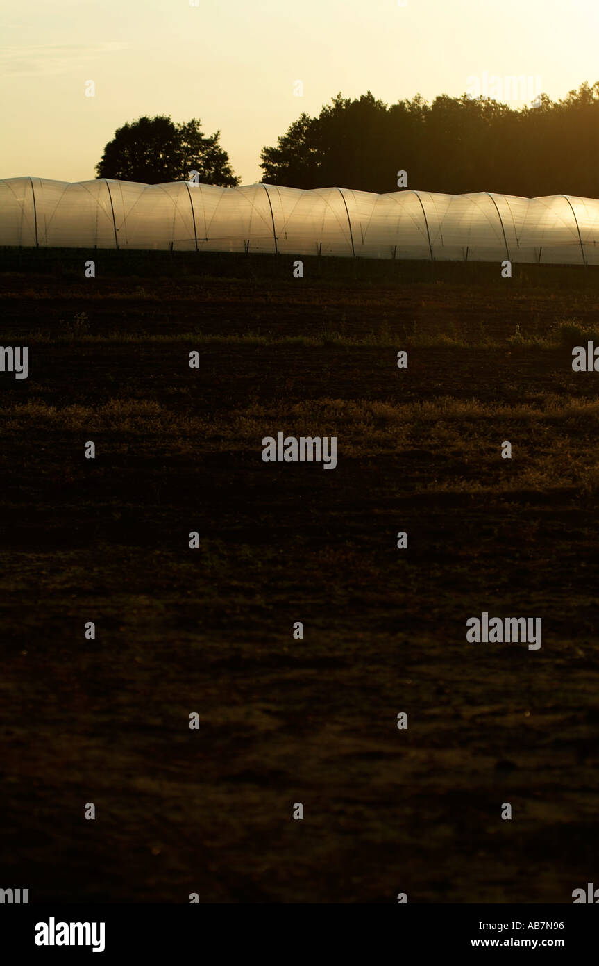 polytunnel intensive farming farm grow growing under plastic sheeting ...