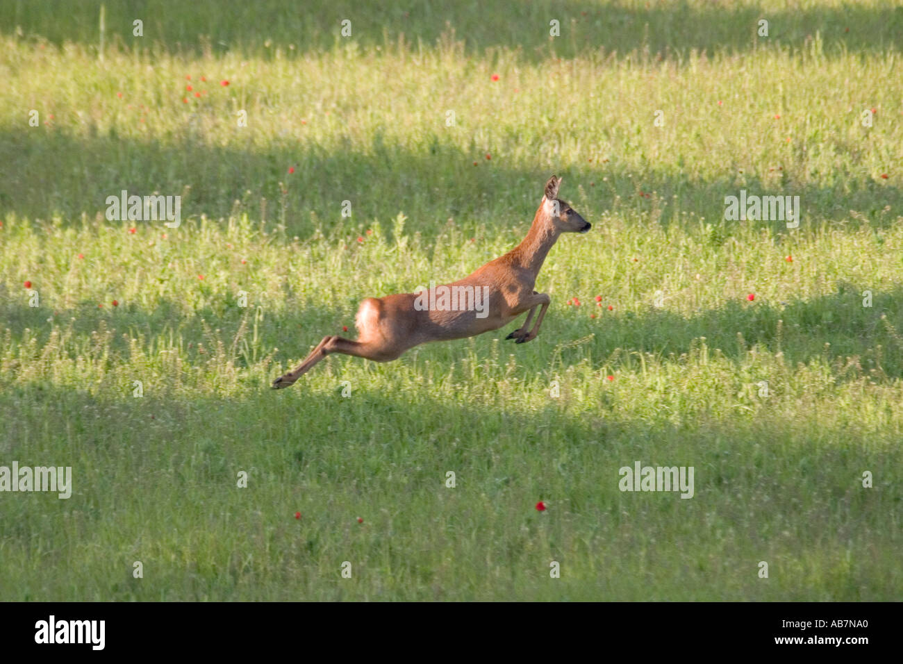 roe deer in a poppy field Stock Photo - Alamy