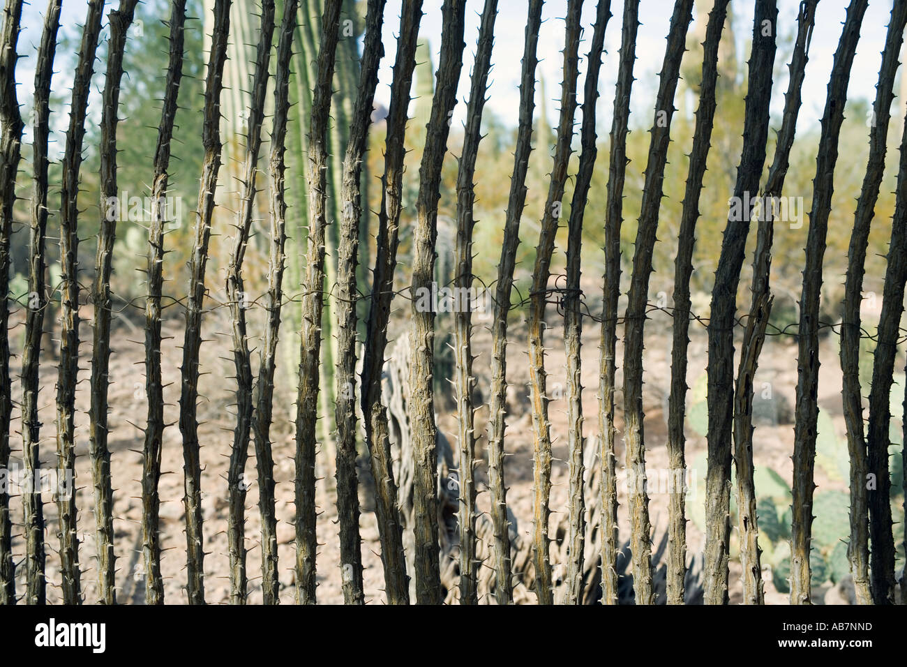 Ocotillo fence hi-res stock photography and images - Alamy