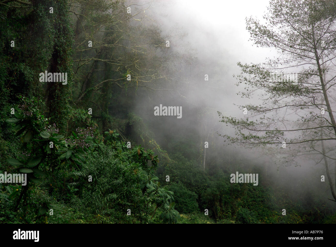 cloud forest Costa Rica Stock Photo - Alamy