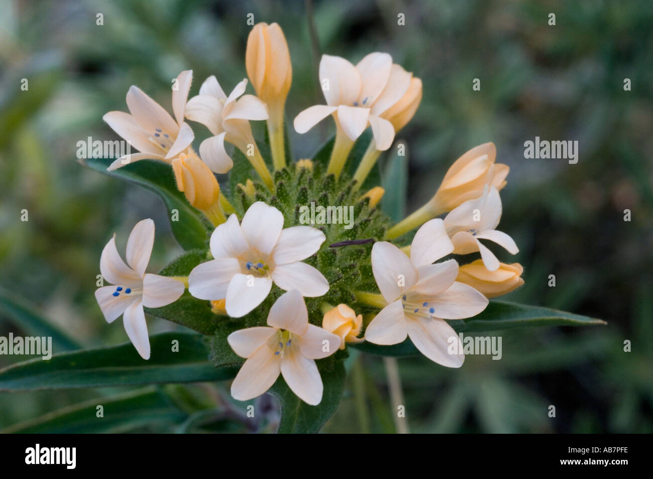 FLOWER Large-flowered Collomia (Collomia grandiflora) Table Mountain ...