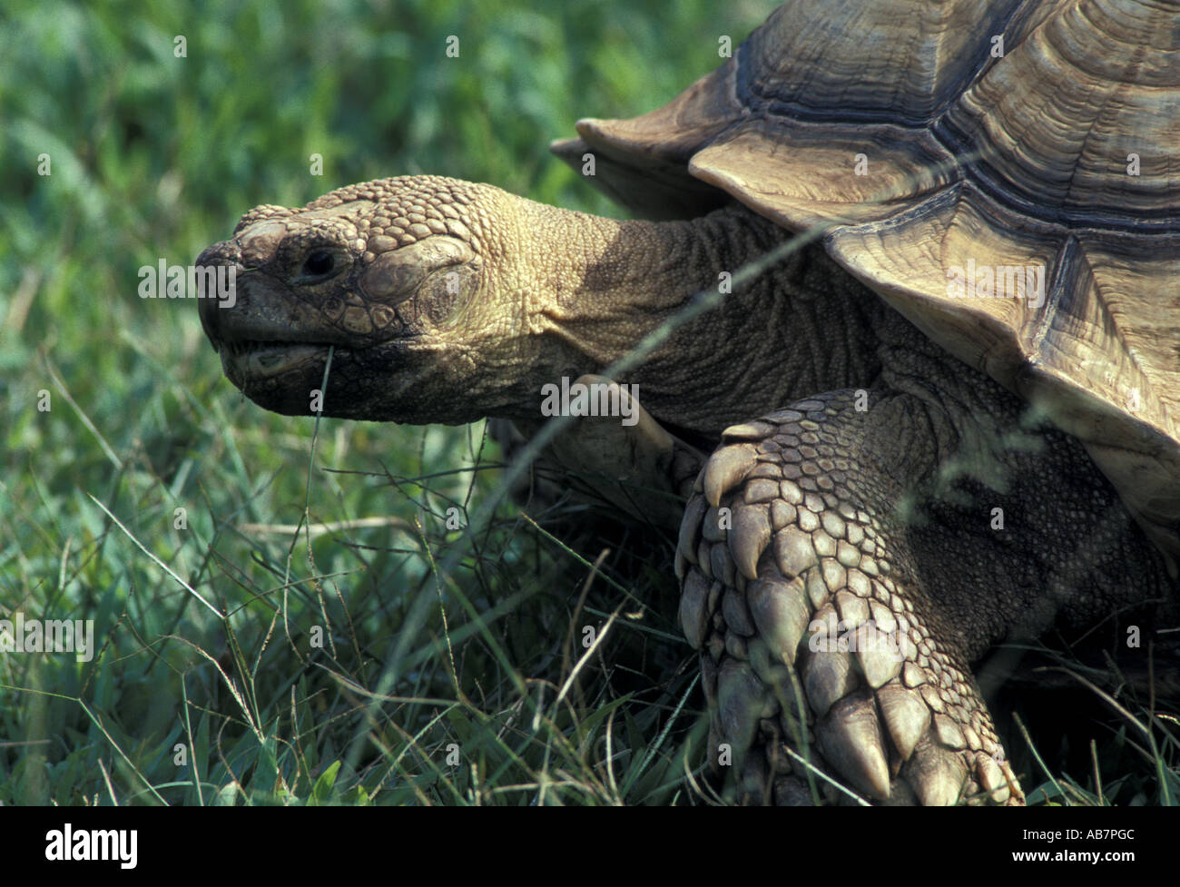Tortoise Spur Thighed Stock Photo - Alamy
