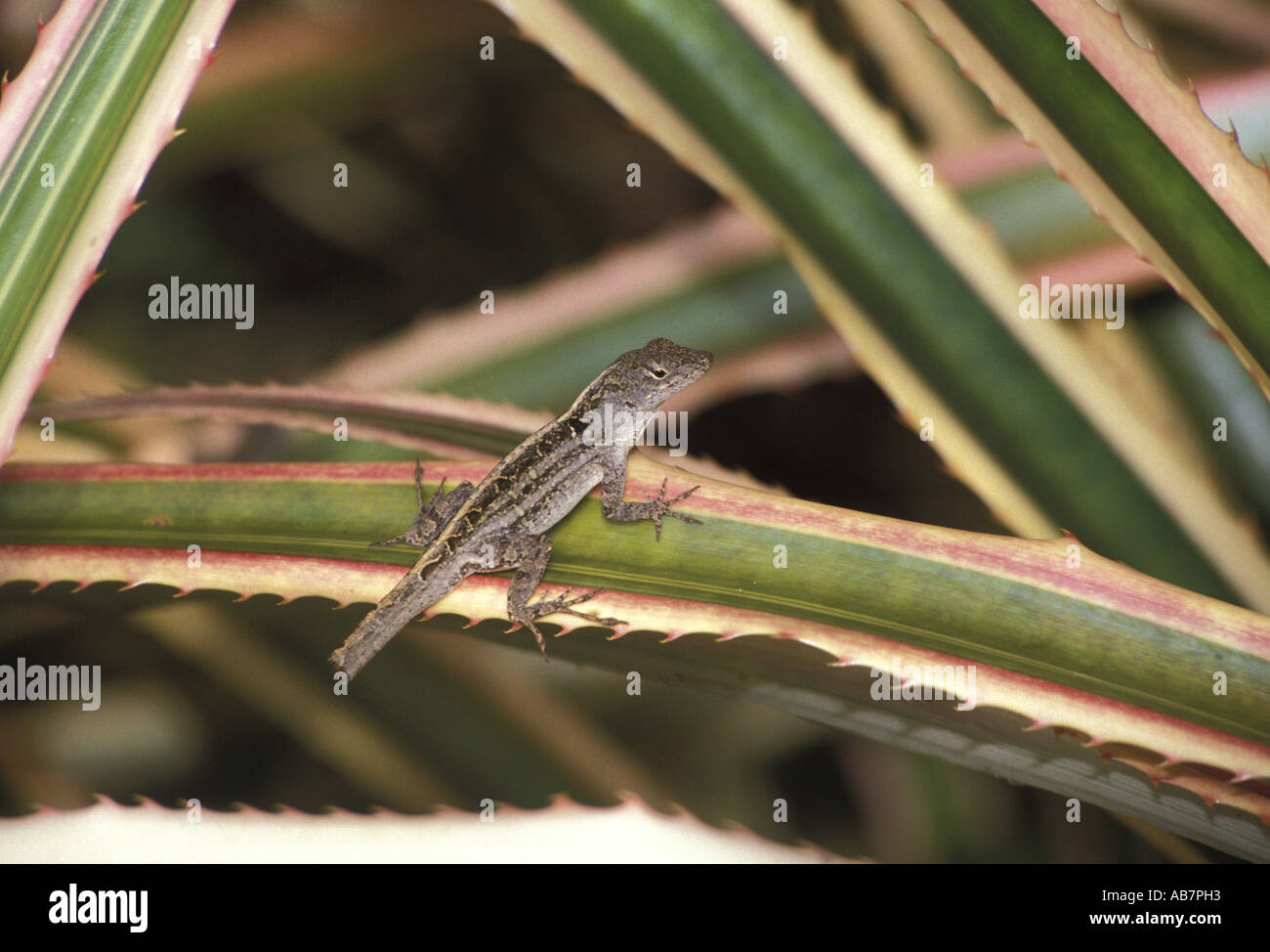 Lizard Lizard Part of Tail Missing Stock Photo - Alamy
