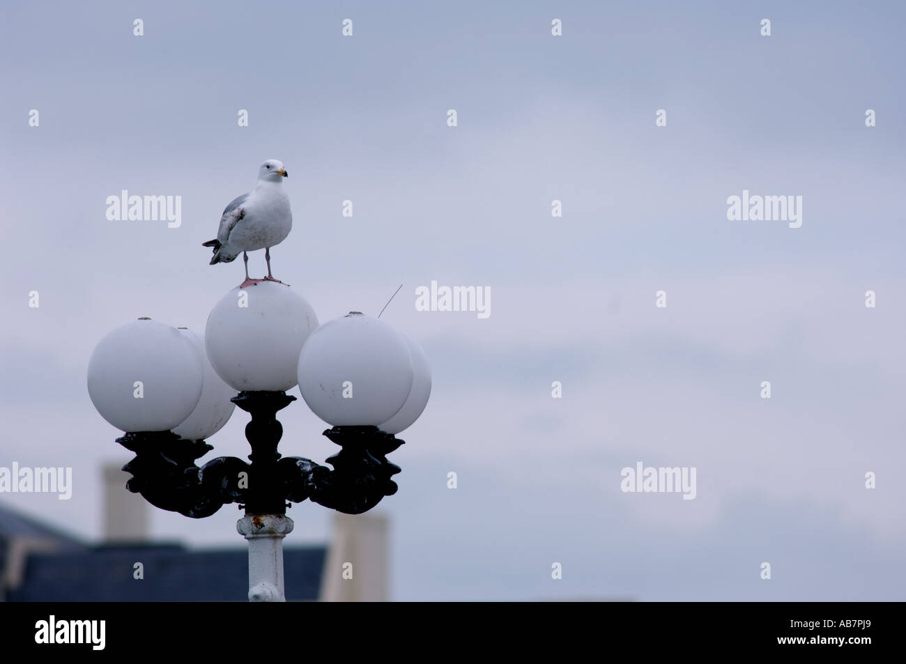 Seagull on a lamp Stock Photo - Alamy
