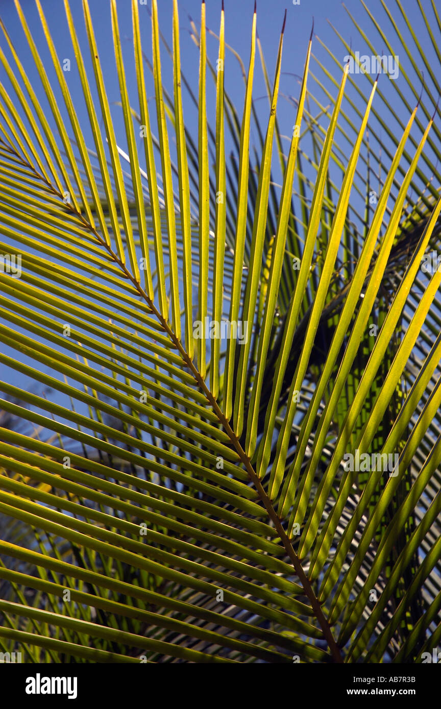 palm frond patterns Stock Photo - Alamy