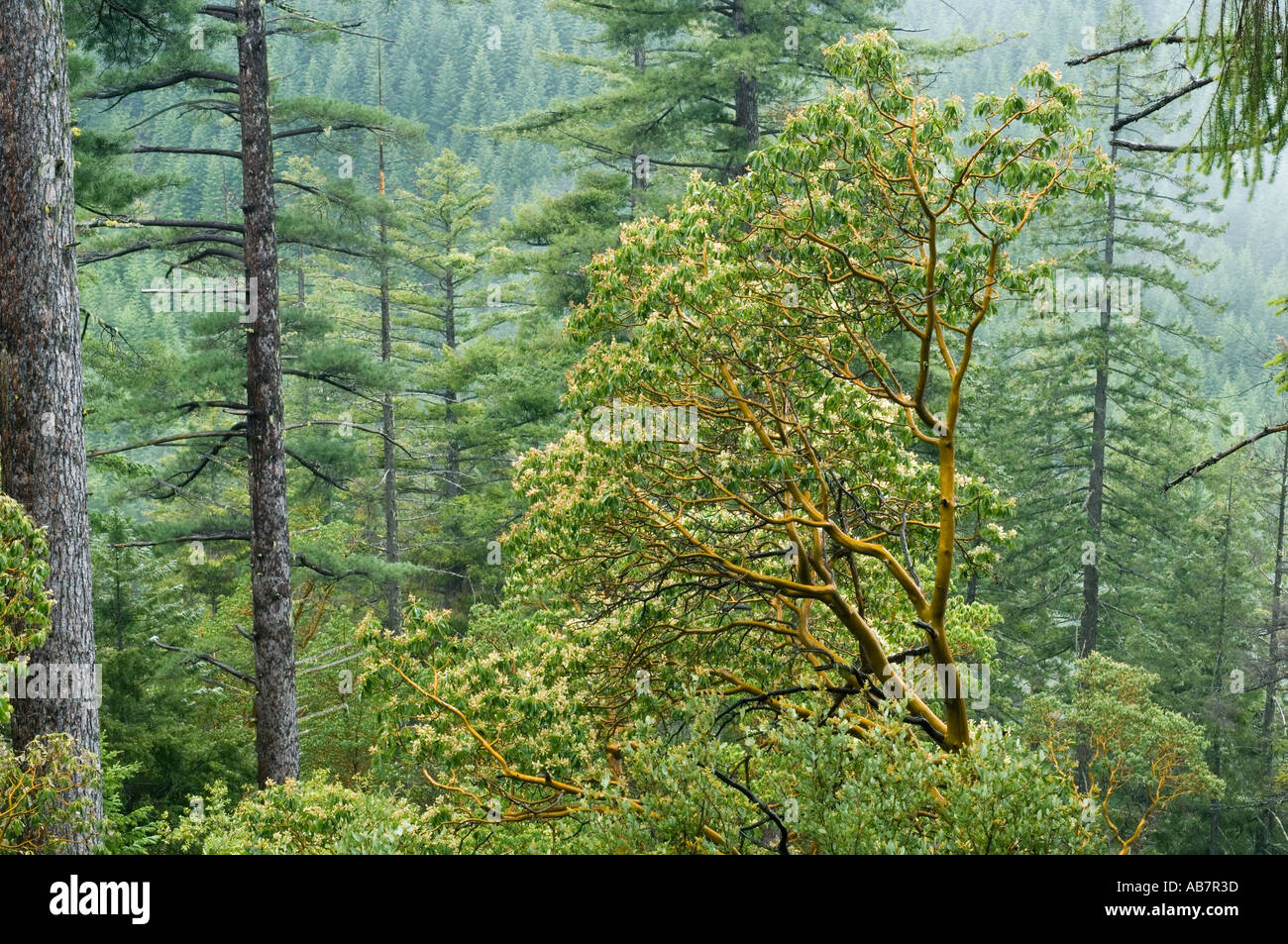 Madrones tree hi-res stock photography and images - Alamy