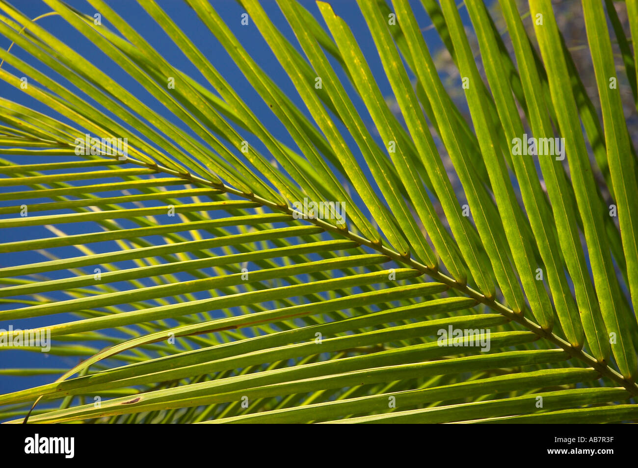 palm leaf patterns Stock Photo - Alamy