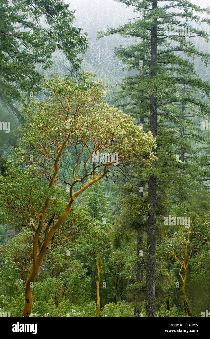 Madrones tree hi-res stock photography and images - Alamy