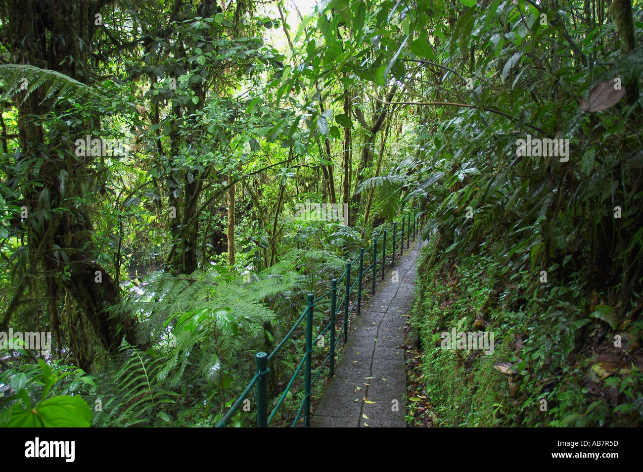 rainforest path Costa Rica Stock Photo - Alamy