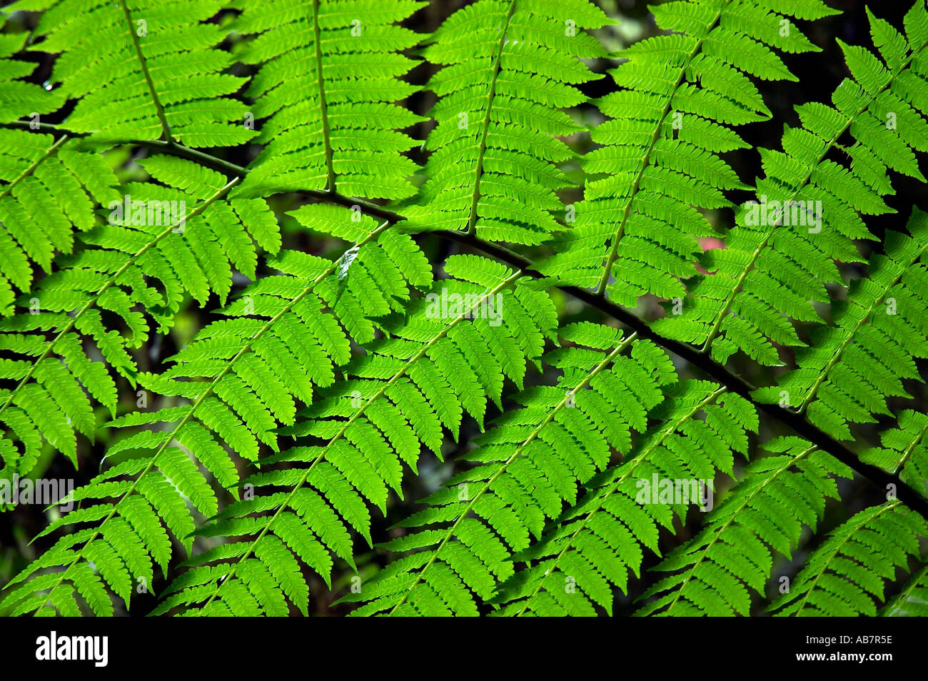 rainforest fern leaves Costa Rica Stock Photo - Alamy