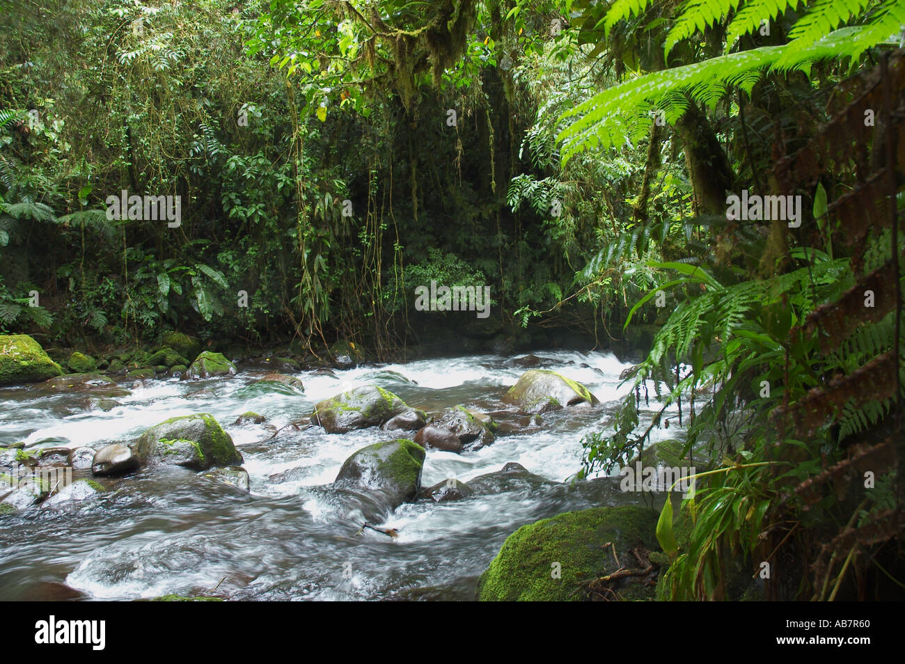 rainforest river Costa Rica Stock Photo - Alamy