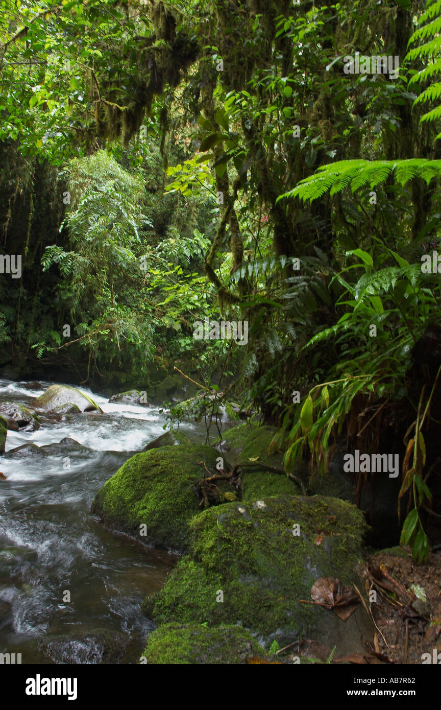 rainforest river Costa Rica Stock Photo - Alamy