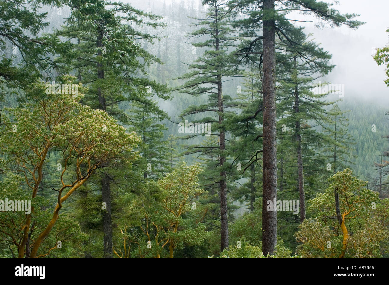 Madrones tree hi-res stock photography and images - Alamy