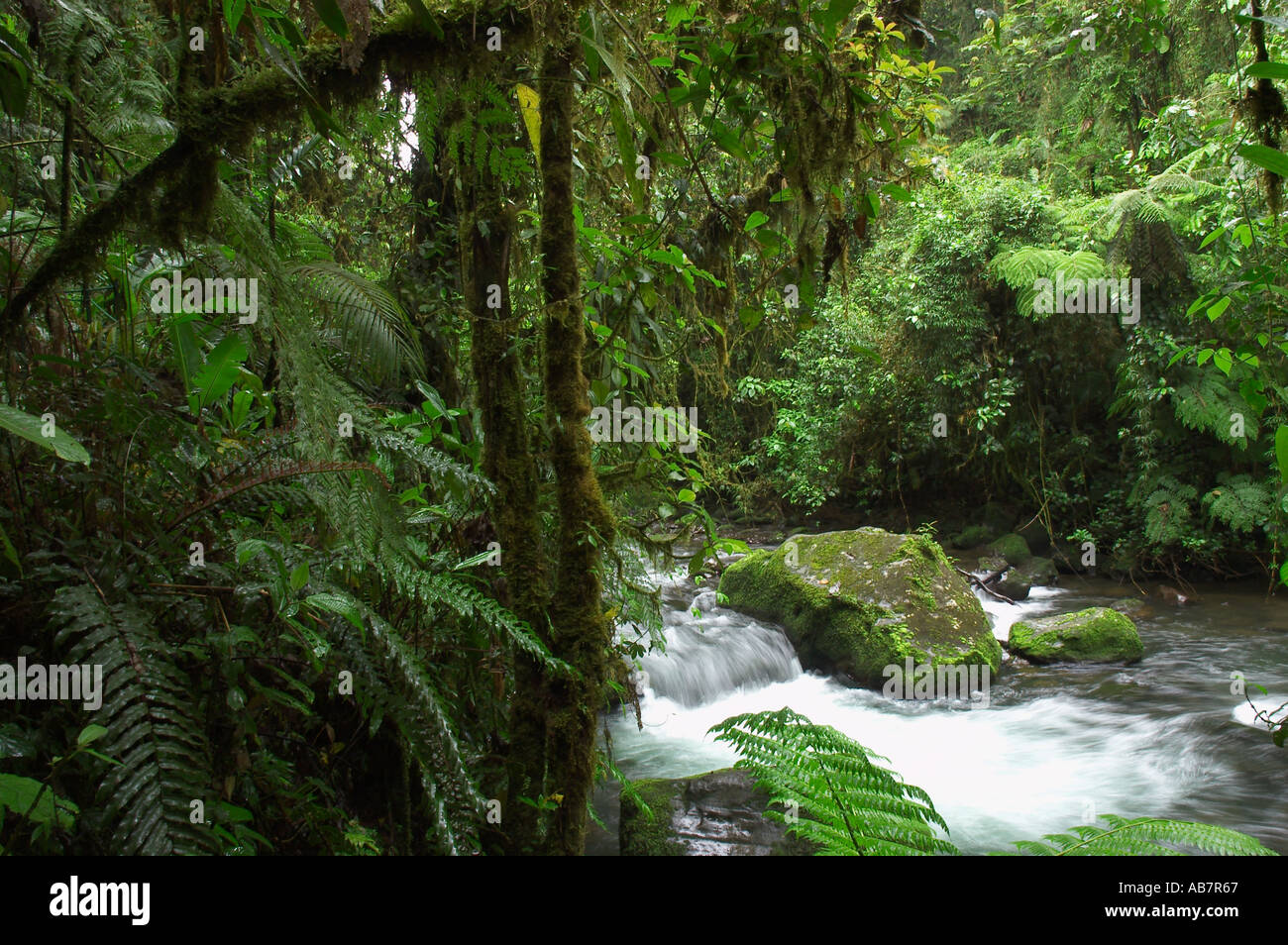 rainforest river costa Rica Stock Photo - Alamy