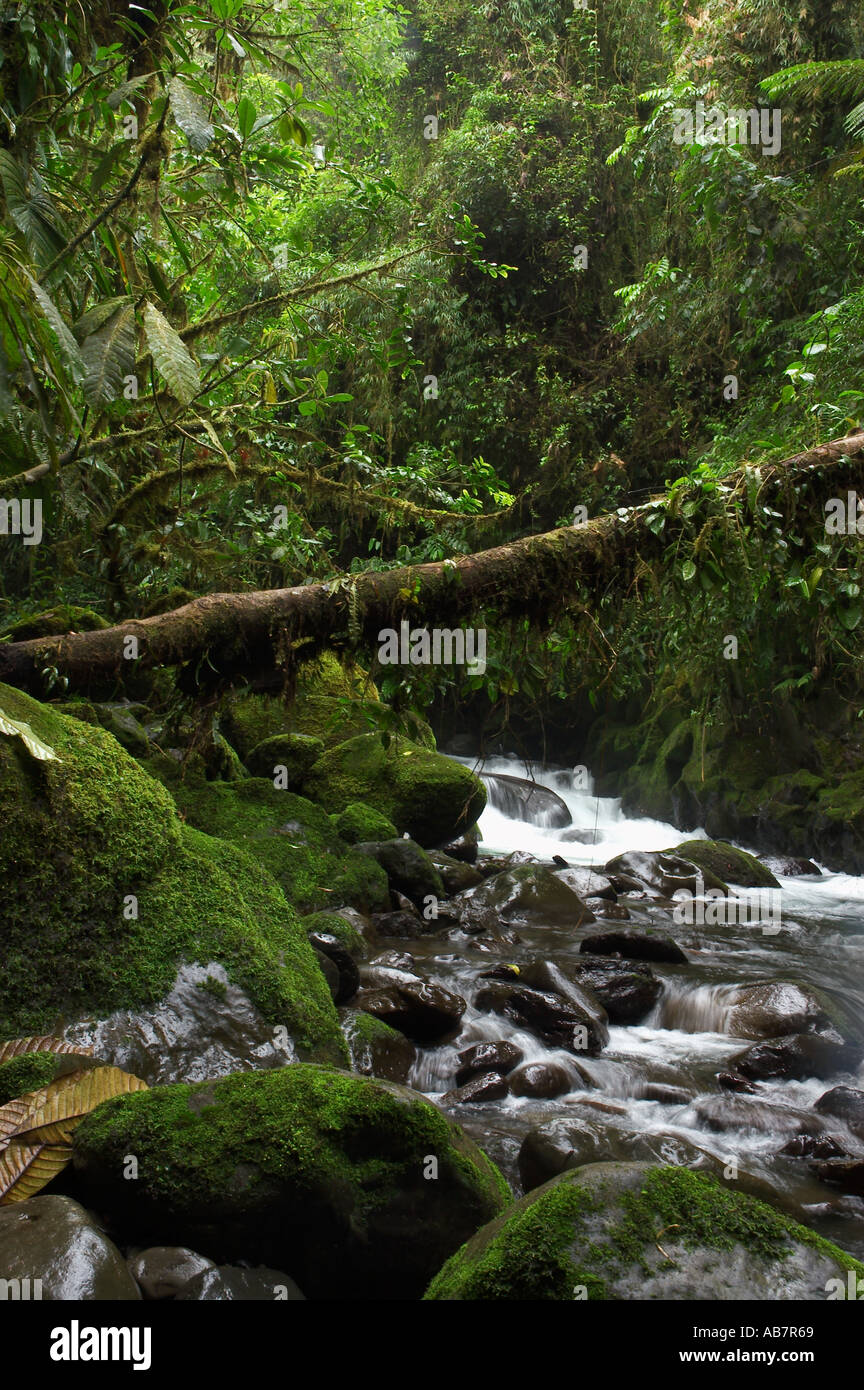 rainforest river Costa Rica Stock Photo - Alamy