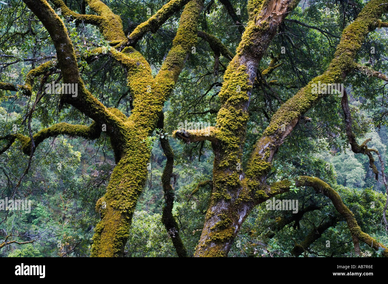 Siskiyous hi-res stock photography and images - Alamy