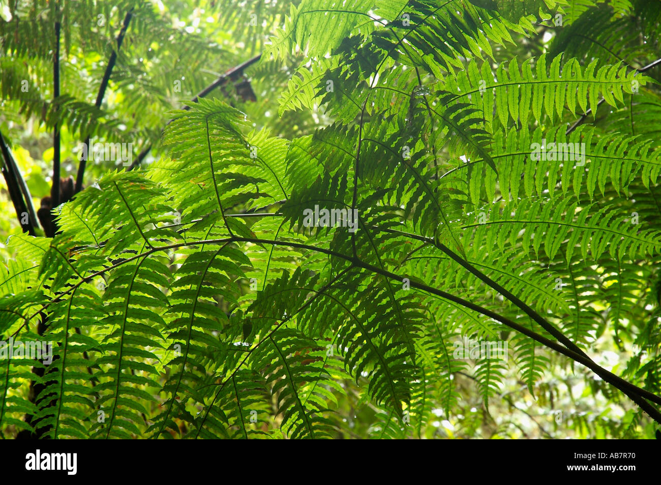 rainforest ferns Costa Rica Stock Photo - Alamy